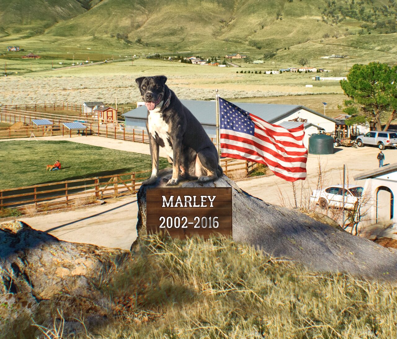 ABOUT | Marley's Mutts