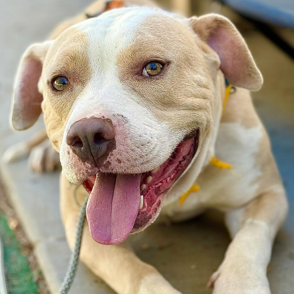 Marley's Mutts | RESCUED DOGS RESCUING PEOPLE