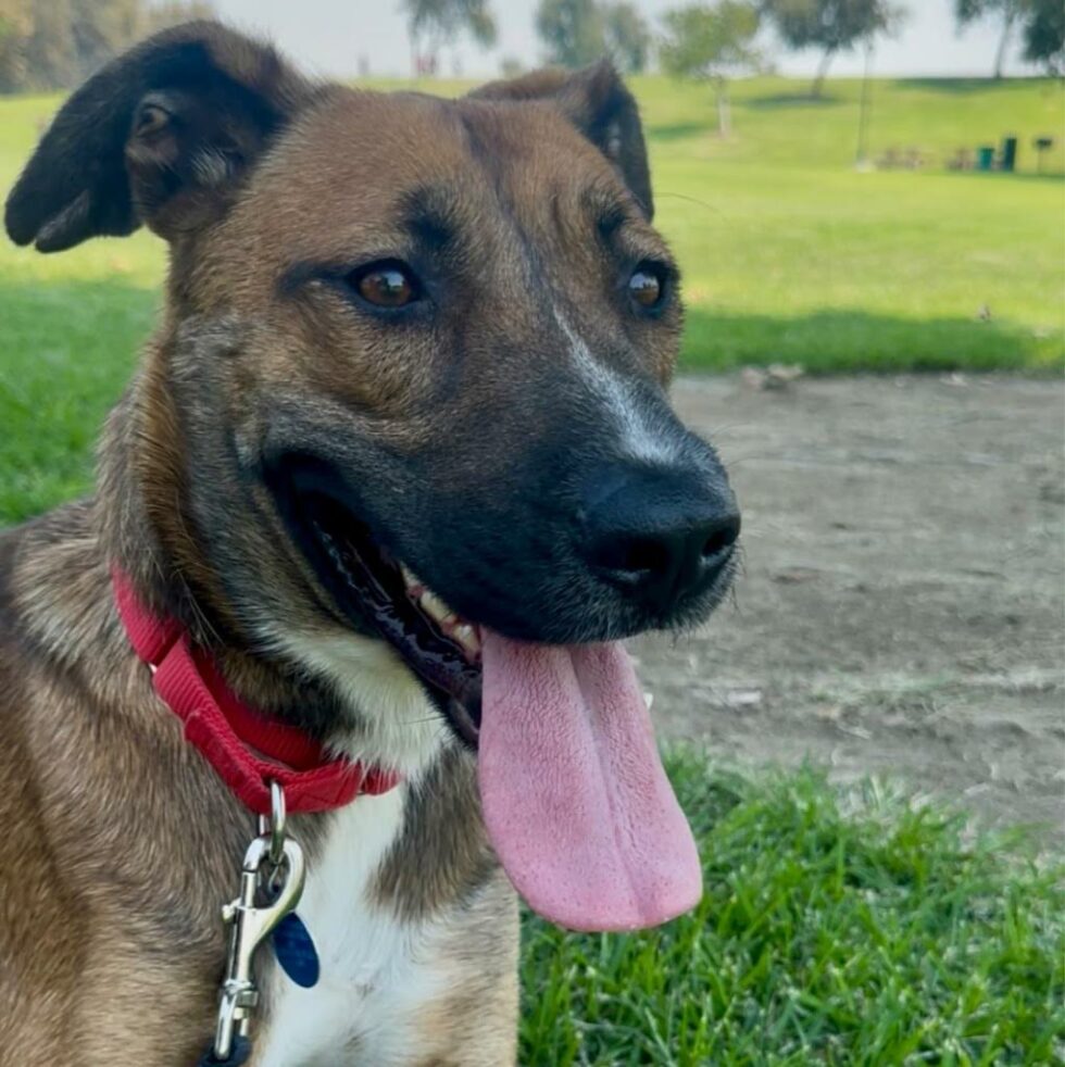 Dani | Marley's Mutts