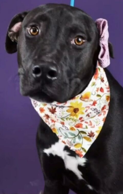 Boots | Marley's Mutts