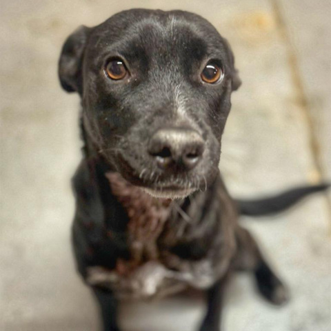 Mary Kate | Marley's Mutts